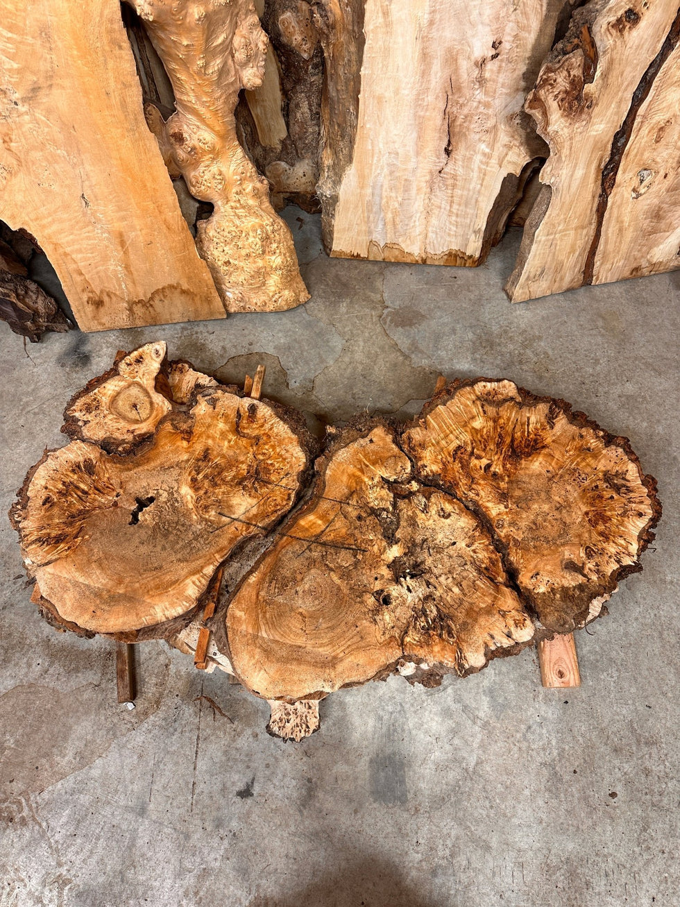 Double Diamond | LiveEdge Mappa Burl Cookie | Mappa Burl | BGDDMB546 - Hamilton Lee Supply